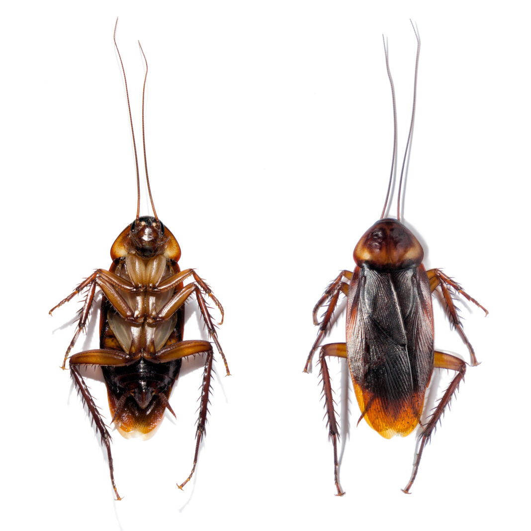 9 Most Common Types of Cockroaches in U.S. [Photos] (2025) | Today's ...