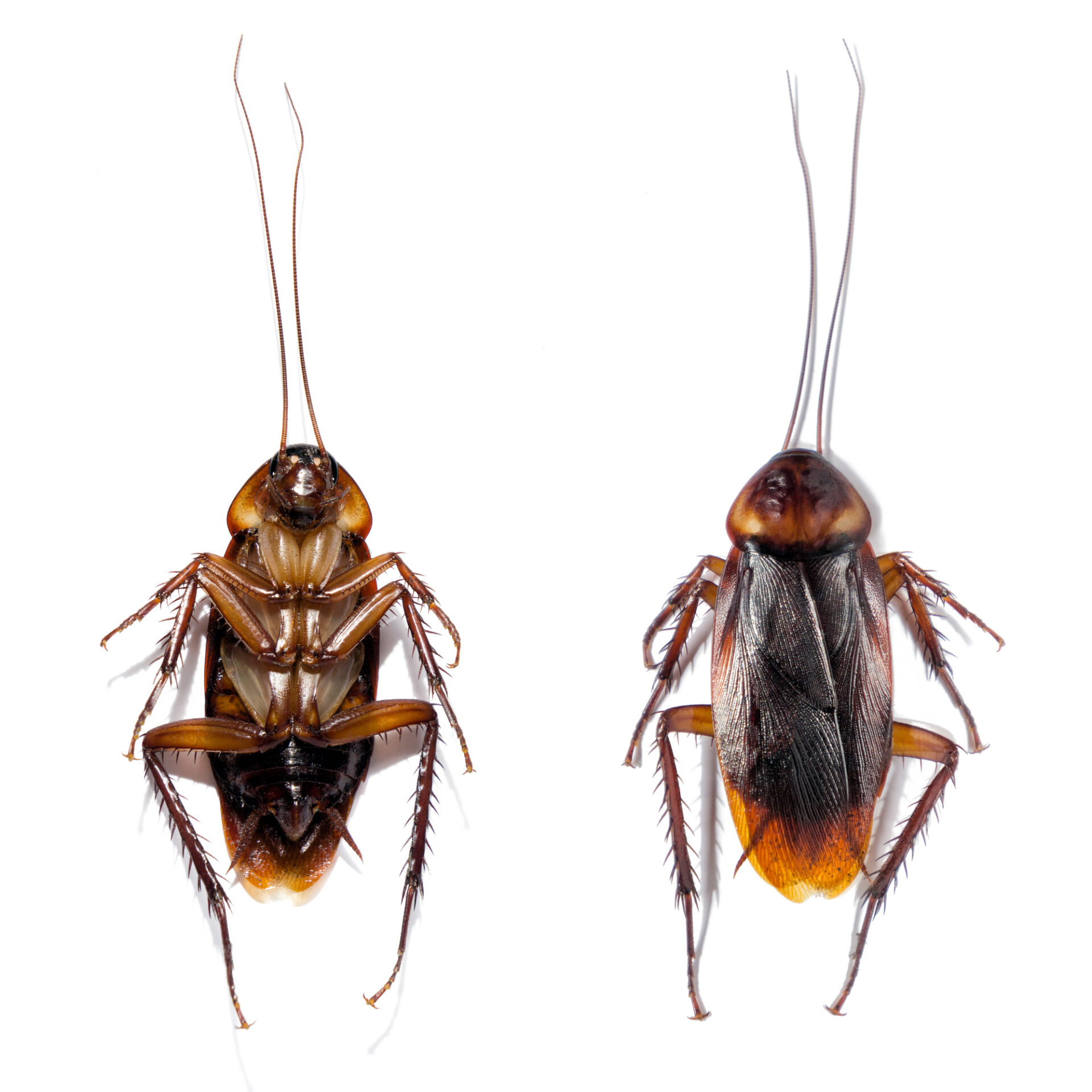 9 Most Common Types of Cockroaches in U.S. [Photos] (2025) | Today's ...