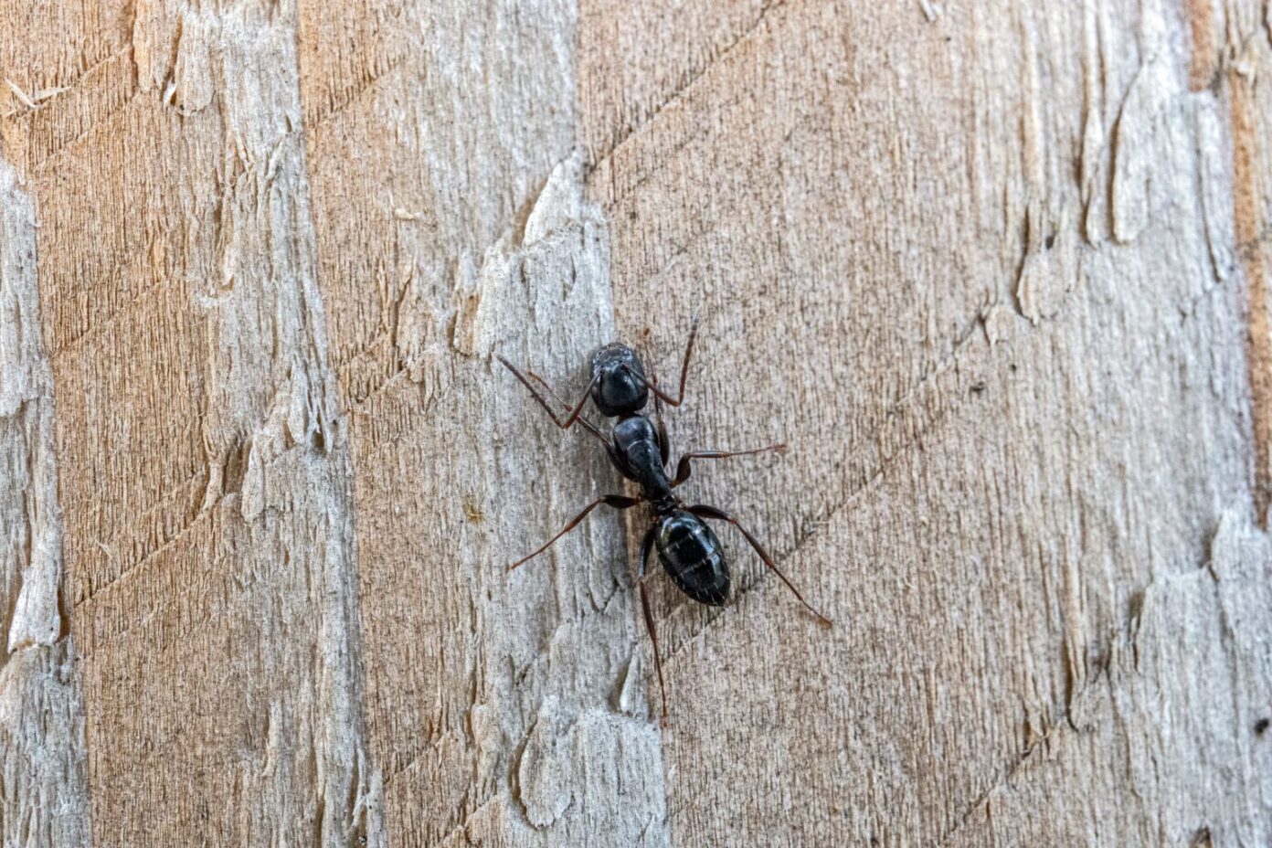 Top 4 Best Carpenter Ant Killers Reviewed (2024) | Today's Homeowner