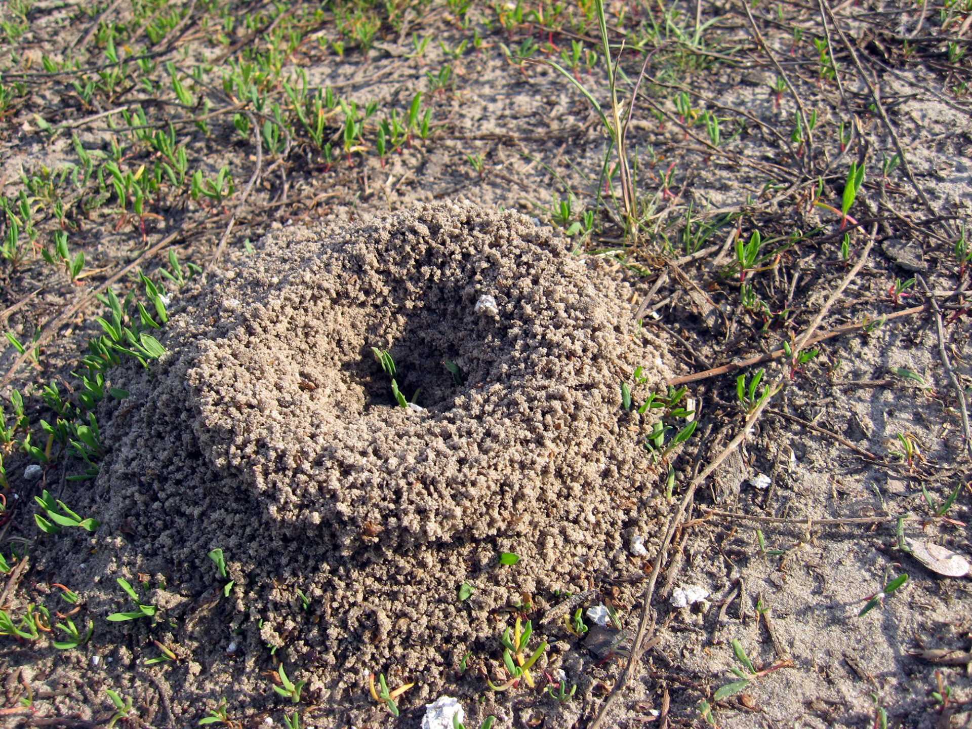 How To Get Rid of Ant Hills [Fast + Easy Solutions] (2024) | Today's ...