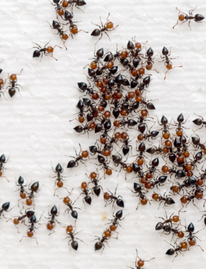 How to Get Rid of Sugar Ants: DIY Sugar Ant Killer Guide (2024) | Today ...