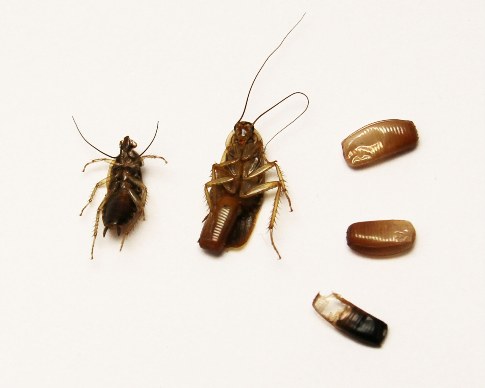 All About Baby Cockroaches (Cockroach Nymph Guide) (2024) | Today's ...