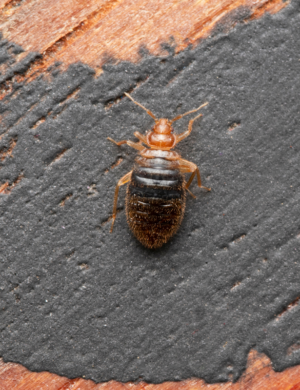 Does Boric Acid Kill Bed Bugs? (2024) | Today's Homeowner
