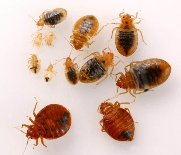 Can Bed Bugs Fly or Jump? (2024) | Today's Homeowner