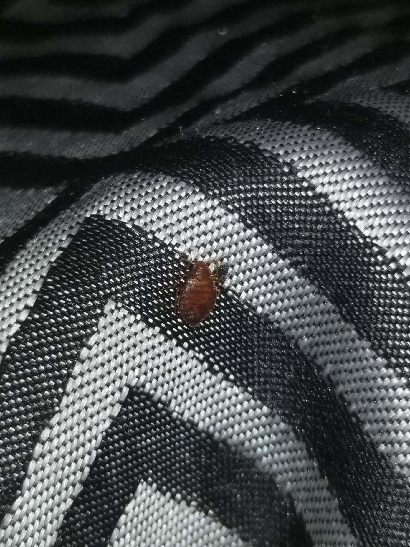 What Do Bed Bugs Look Like? 100 Photos of Bed Bugs (2024) | Today's ...