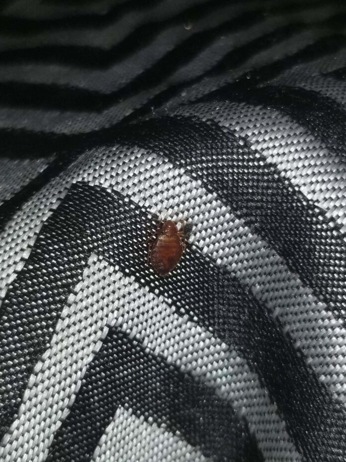 What Do Bed Bugs Look Like? 100 Photos of Bed Bugs (2024) | Today's ...