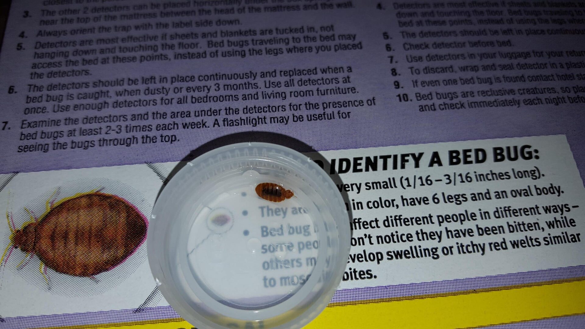 What Do Bed Bugs Look Like? 100 Photos of Bed Bugs (2025) | Today's ...