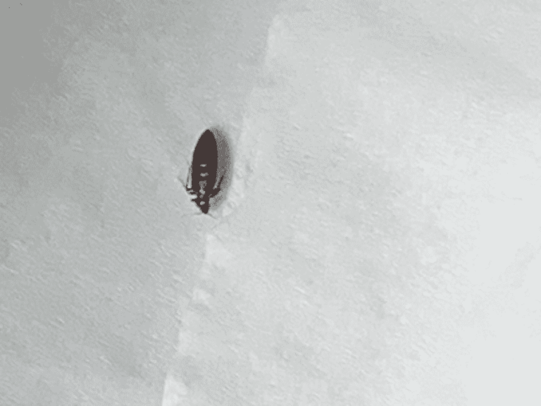 What Do Bed Bugs Look Like? 100 Photos of Bed Bugs (2025) | Today's ...