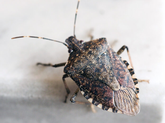 Do Stink Bugs Bite? (Or Sting?) (2024) | Today's Homeowner