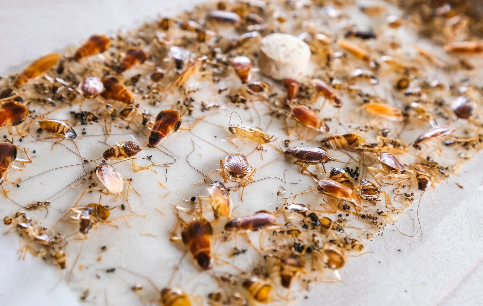 How to Get Rid of Cockroaches in Kitchen Cabinets (2024) | Today's ...