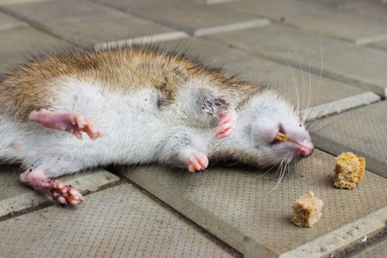 RatX Review (2024) | Today's Homeowner