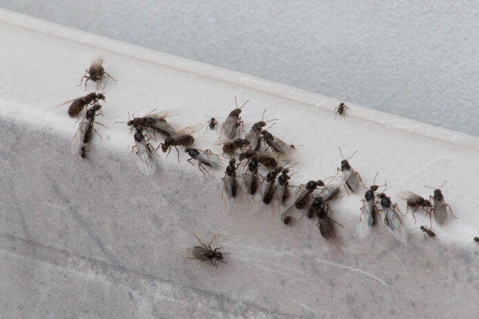 How To Get Rid of Flying Ants [DIY 4 Step Guide] (2024) | Today's Homeowner