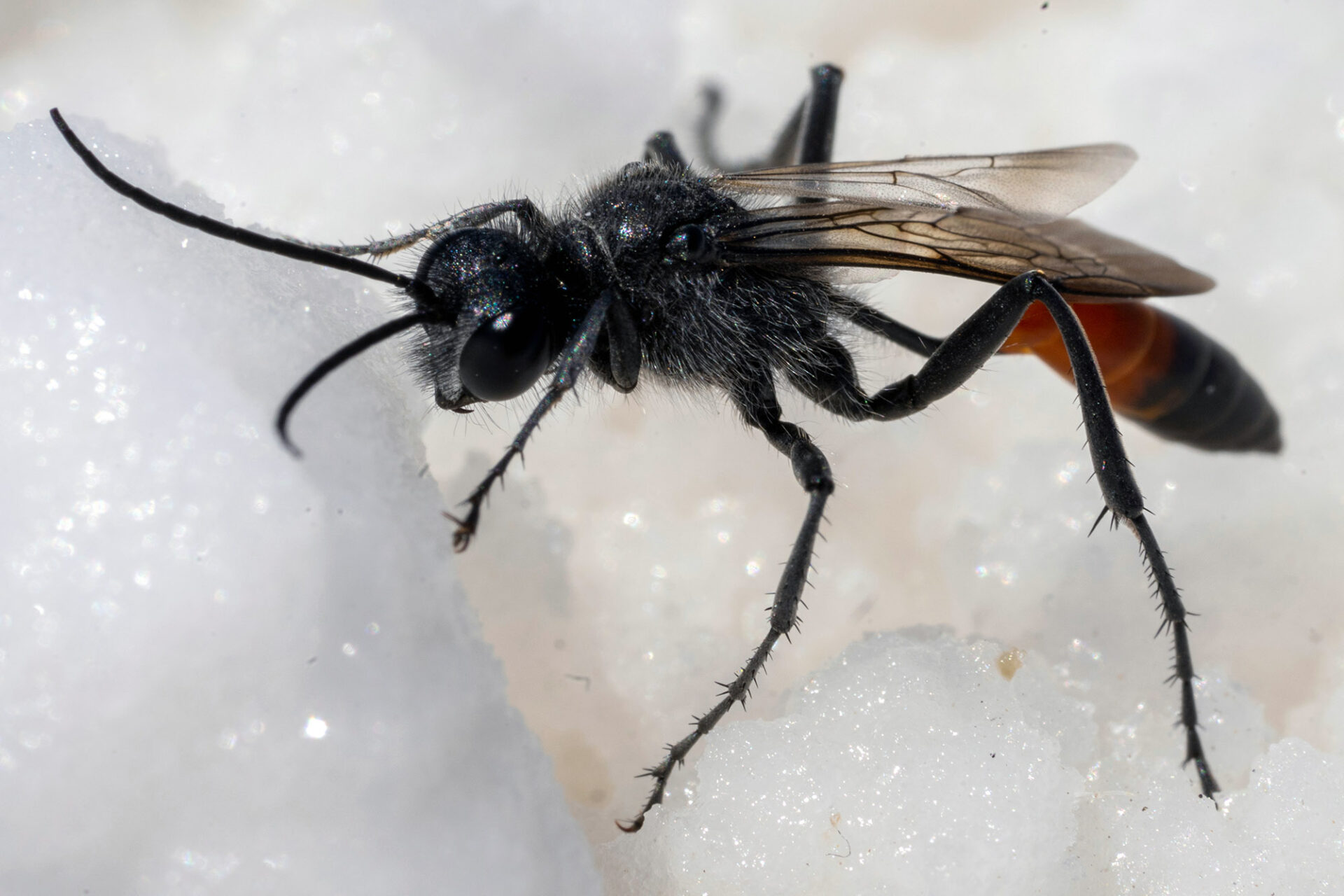 How To Get Rid of Flying Ants [DIY 4 Step Guide] (2024) | Today's Homeowner