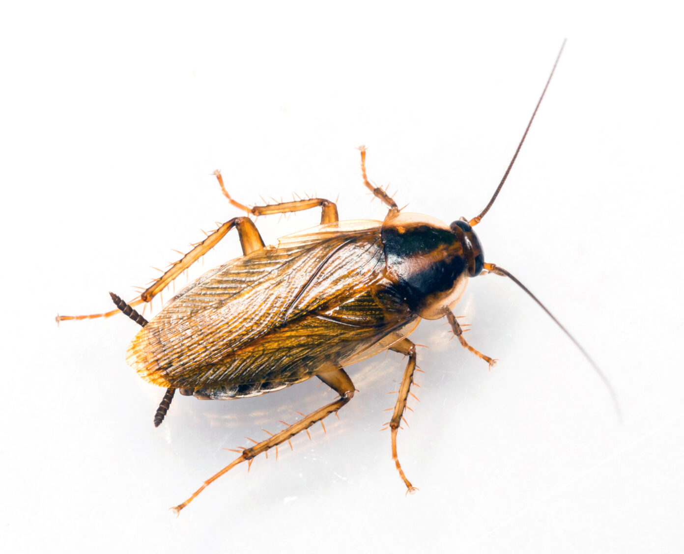 9 Most Common Types of Cockroaches in U.S. [Photos] (2025) | Today's ...
