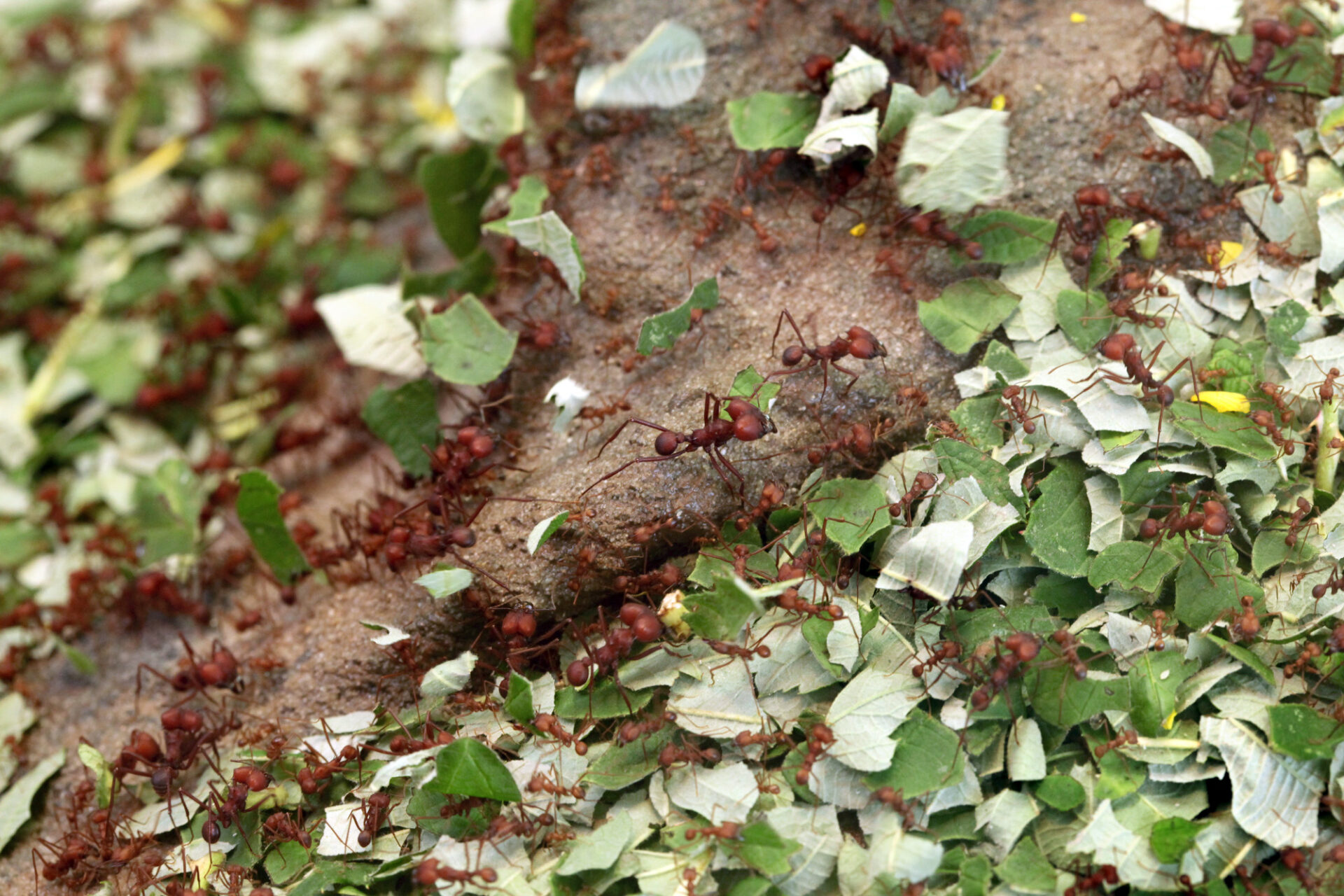 How To Get Rid of Leaf Cutter Ants (Fast DIY Guide) (2024) | Today's Homeowner
