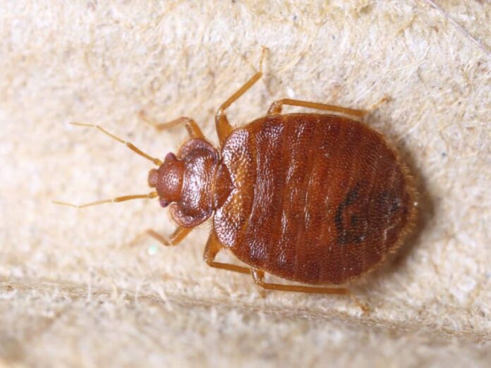Can Bed Bugs Fly or Jump? (2025) | Today's Homeowner