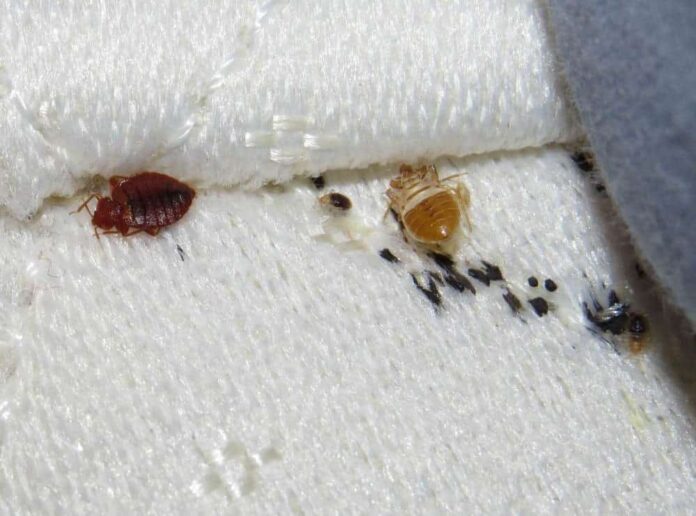 Do You Have Bed Bugs? Here's What To Do (2025) | Today's Homeowner