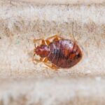 Does Boric Acid Kill Bed Bugs? (2024) | Today's Homeowner