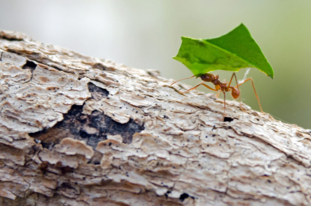 How To Get Rid of Leaf Cutter Ants (Fast DIY Guide) (2024) | Today's ...