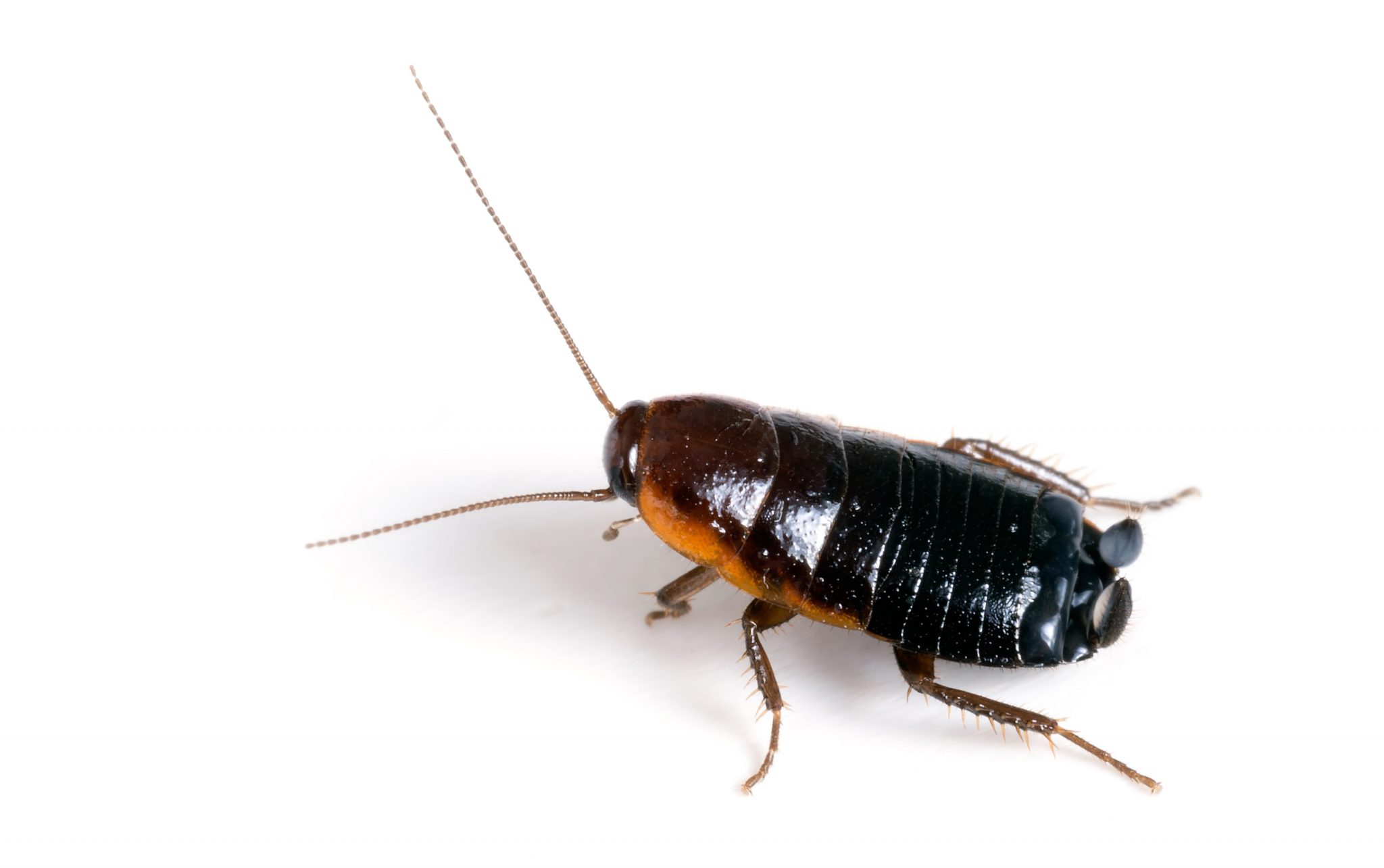 9 Most Common Types of Cockroaches in U.S. [Photos] (2025) | Today's ...