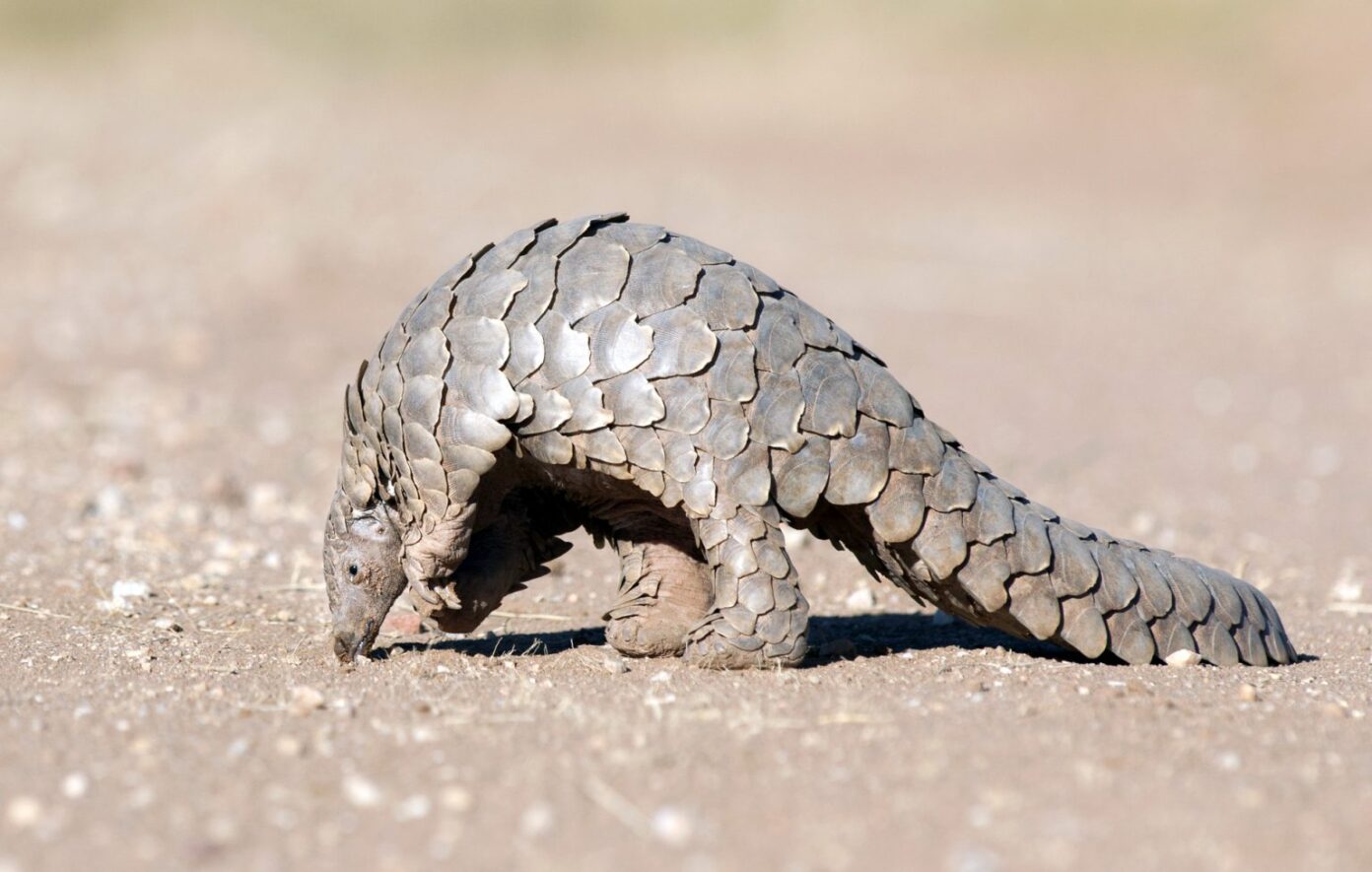 What Eats Ants? Natural Predators That Help Control Ant Populations ...