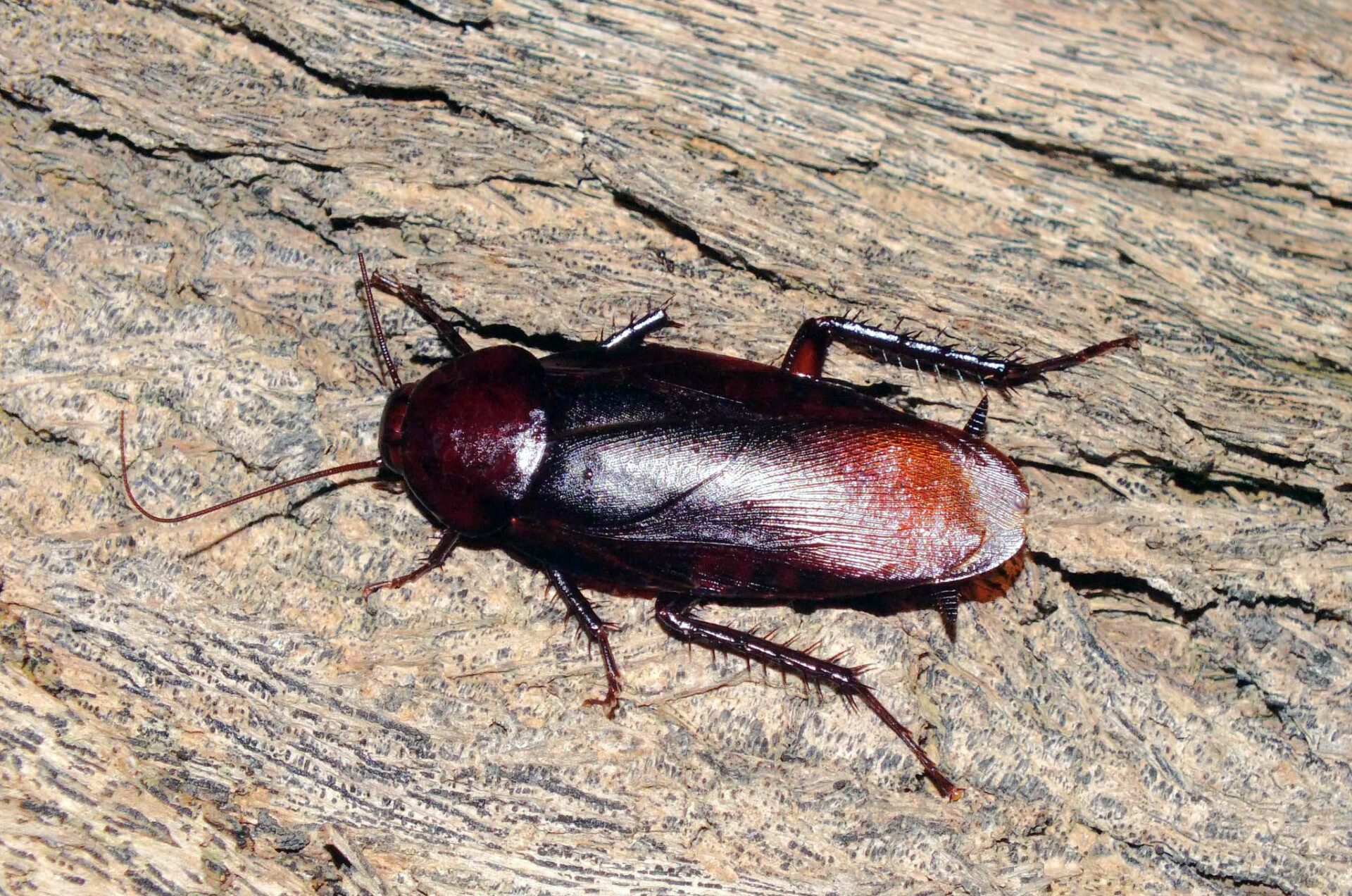 9 Most Common Types of Cockroaches in U.S. [Photos] (2024) | Today's ...