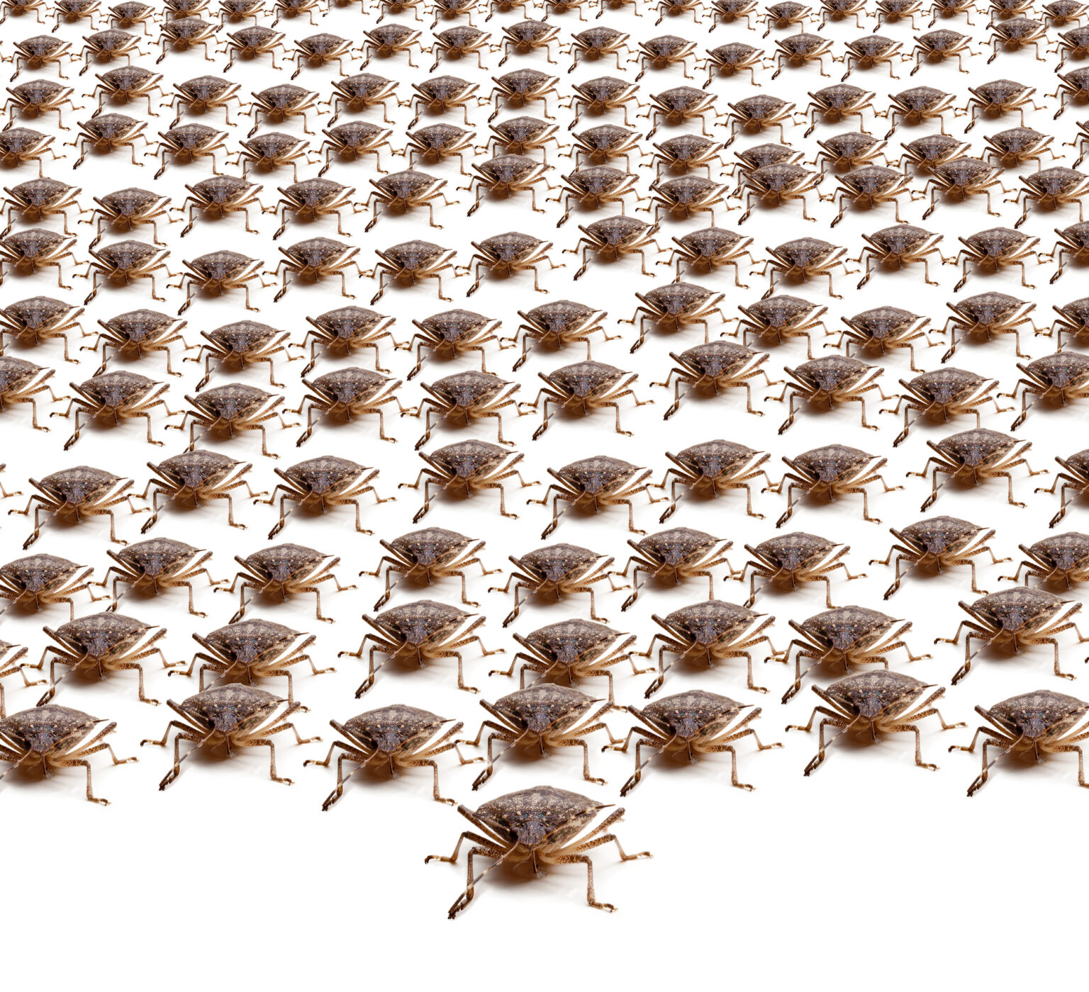 Best Stink Bug Traps [Get Fast Results] (2025) | Today's Homeowner