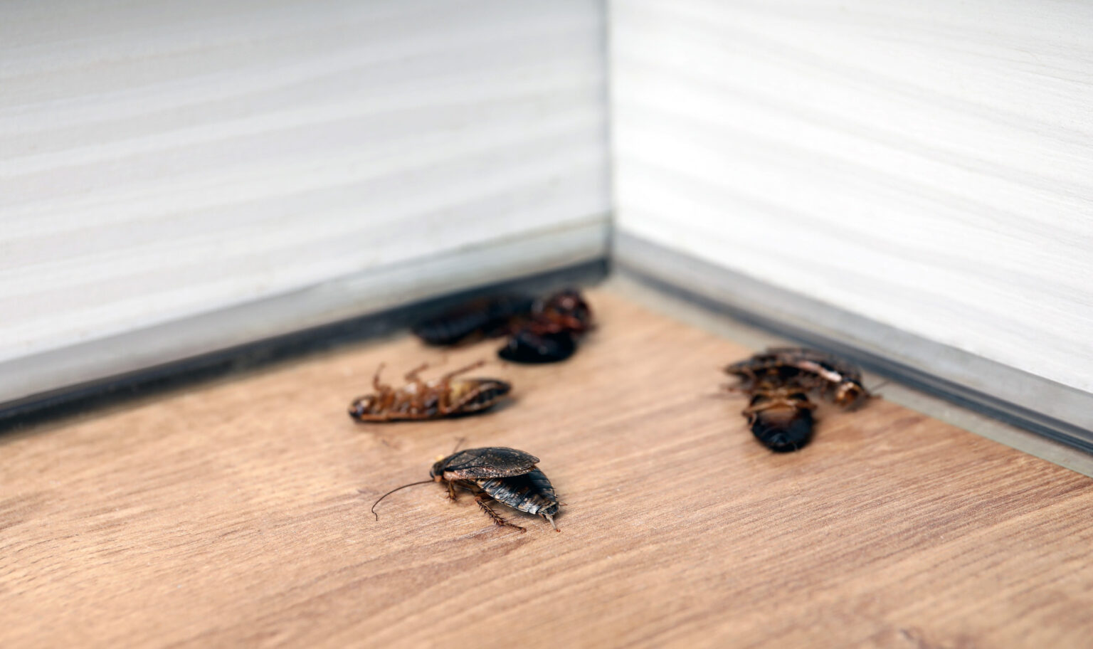 9 Most Common Types of Cockroaches in U.S. [Photos] (2025) | Today's ...
