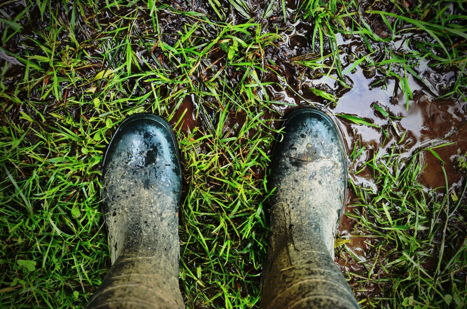 How To Fix Standing Water in Your Yard (2025) | Today's Homeowner