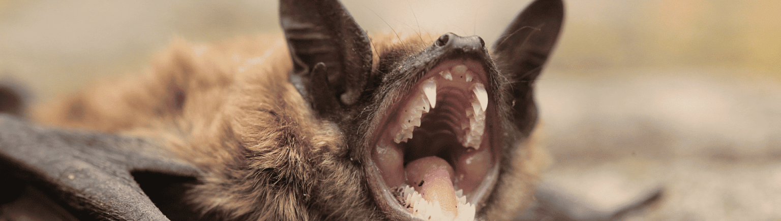 How To Get Rid of Bats in Your Home (5 Tips) (2024) | Today's Homeowner