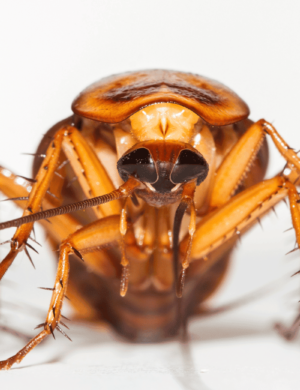 White Cockroach – What You Need to Know (2024) | Today's Homeowner