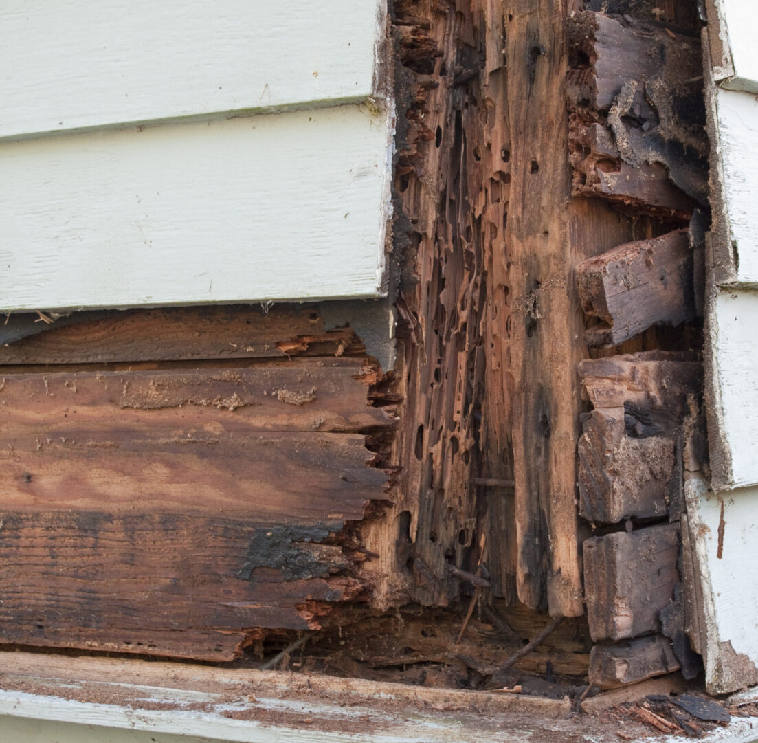 6 Best Termite Killers (2024) | Today's Homeowner