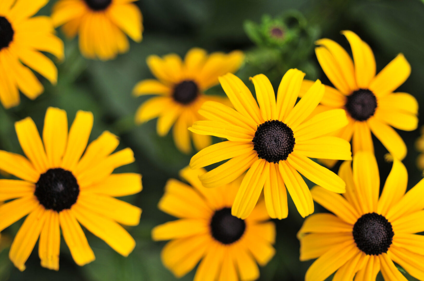 Everything You Need To Know About Black-Eyed Susan (2024) | Today's ...