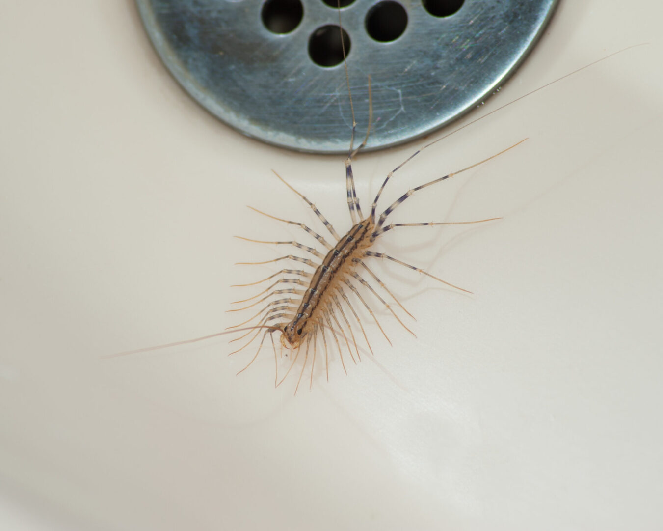 How to Identify and Remove House Centipedes (2025) | Today's Homeowner