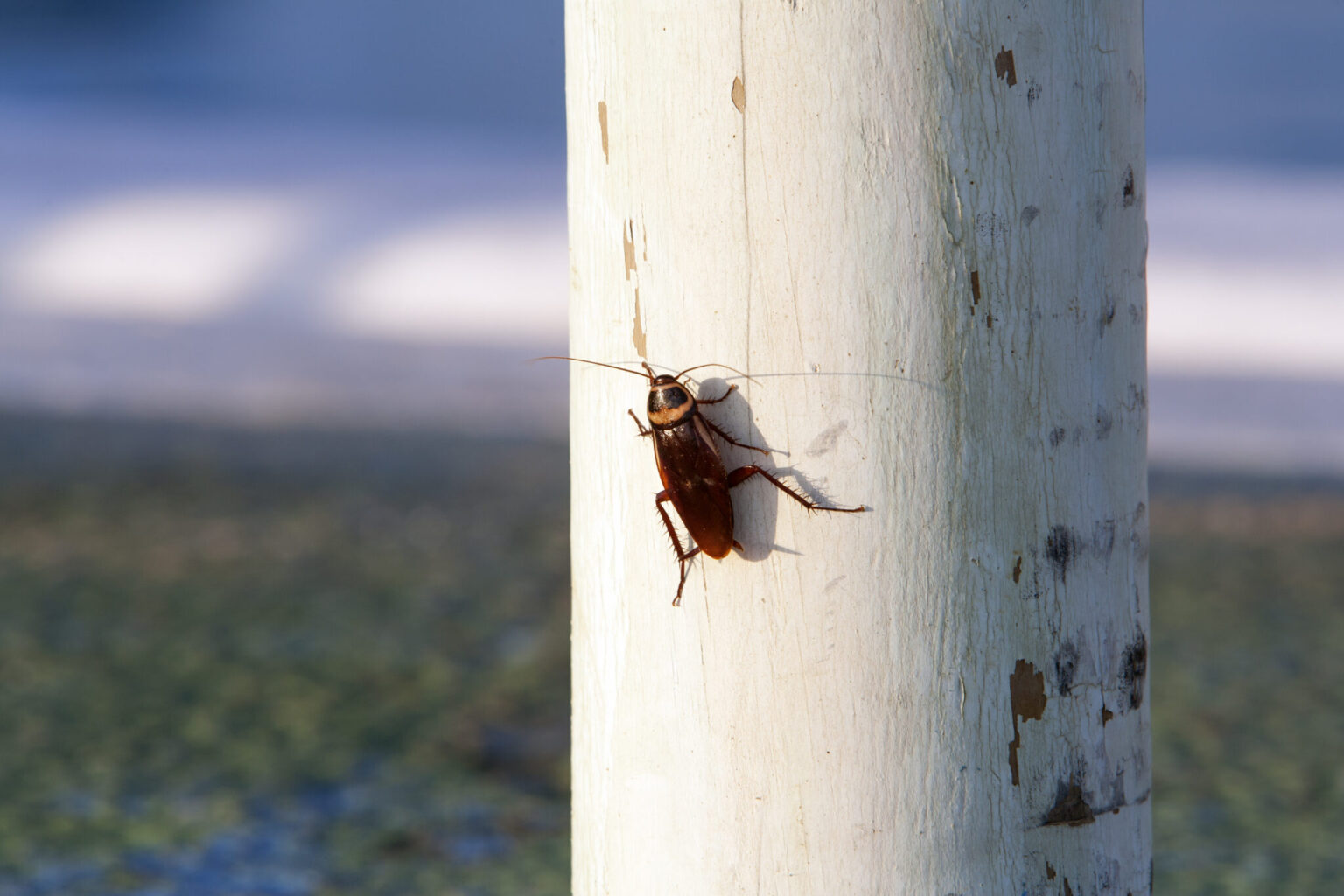 Everything You Need To Know About Palmetto Bugs (2025) | Today's Homeowner