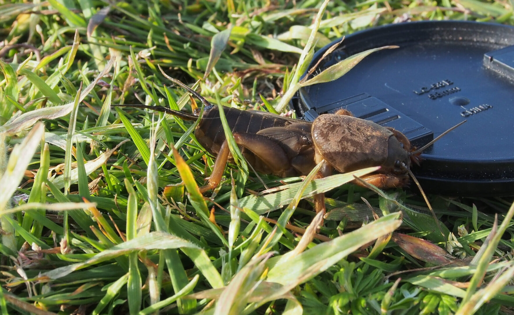 Mole Cricket Identification and Removal (2025) | Today's Homeowner