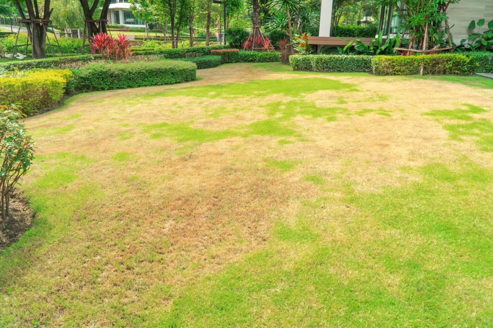 Why Your Lawn Is Turning Brown and How to Fix It (2024) | Today's Homeowner