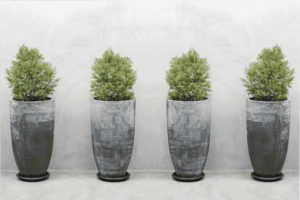 10 Trees To Grow in Containers (2024) | Today's Homeowner