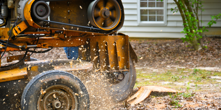 How to Remove a Small Tree: A 2024 DIY Guide (2024) | Today's Homeowner