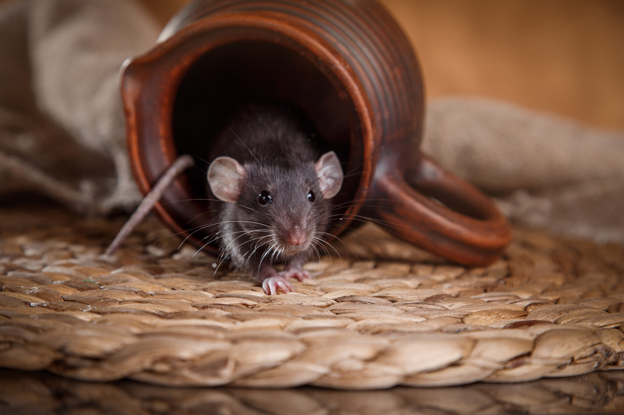 How Much Does a Rat Exterminator Cost? (2024) | Today's Homeowner