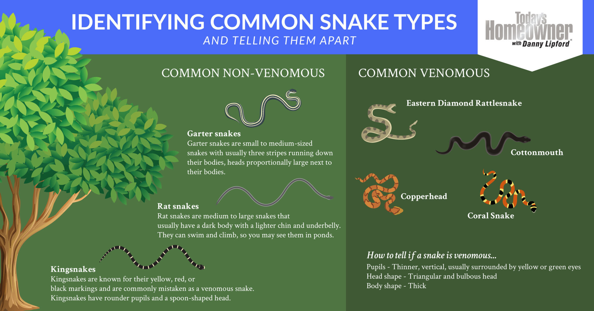 A Guide to Snake Safety For Your Home (2024) | Today's Homeowner
