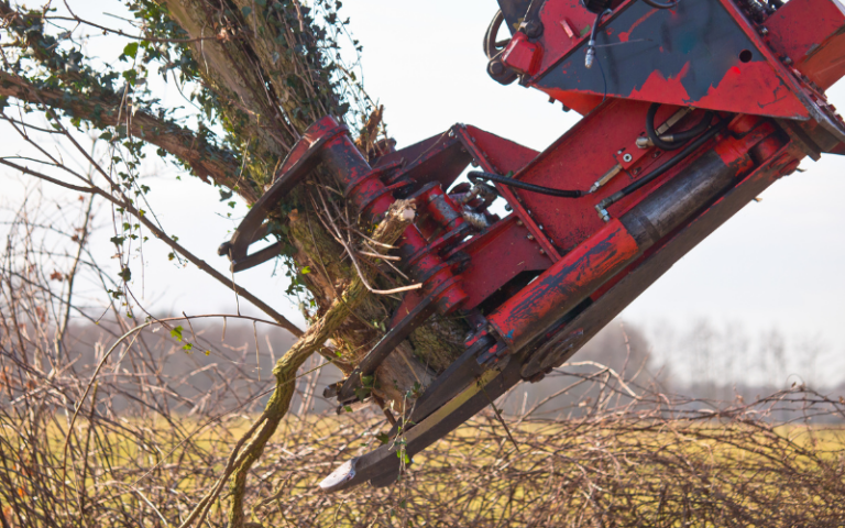 How Much Does Tree Removal Cost? (2025) | Today's Homeowner