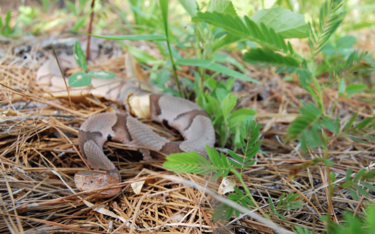 How Do I Get Rid of Copperhead Snakes?