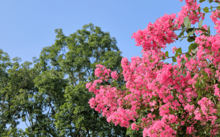 How to Deadhead Crape Myrtles for Second Blooming (2024) | Today's ...