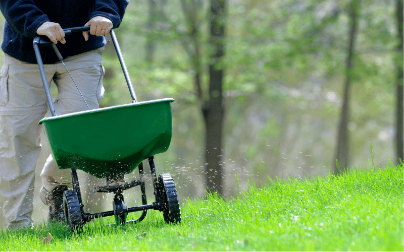 How To Get Rid of Lawn Rust (2025) | Today's Homeowner
