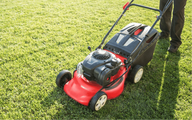 How To Get Rid of Lawn Rust (2025) | Today's Homeowner