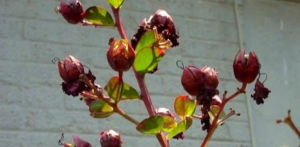 How To Grow Crape Myrtles From Seed (2025) | Today's Homeowner