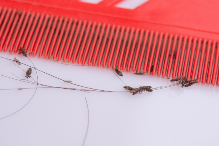 Where Do Lice Come From? Everything You Need to Know about Lice (2025 ...