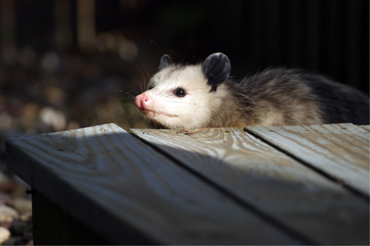 Are Opossums Dangerous? (2025) | Today's Homeowner